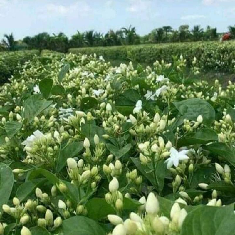 Jual tanaman melati hias | Shopee Indonesia