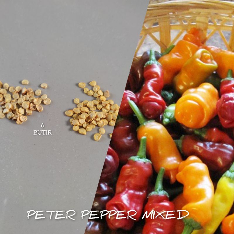Jual 6 BUTIR BIJI/BENIH CABE PETER PEPPER CAMPUR WARNA (WARNA MERAH DAN ...