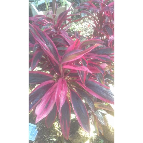 Jual stek hanjuang atau andong merah. | Shopee Indonesia