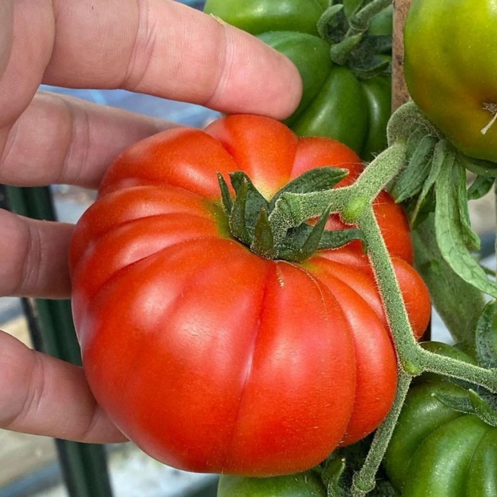 Jual 120 Benih Tomat Keriting Mawar Sayuran Bintang Asia Bibit Tanaman ...