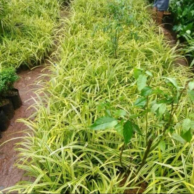 Jual Tanaman Hias Pandan Kuning Tanaman Hias Pandan Afrika Tanaman ...