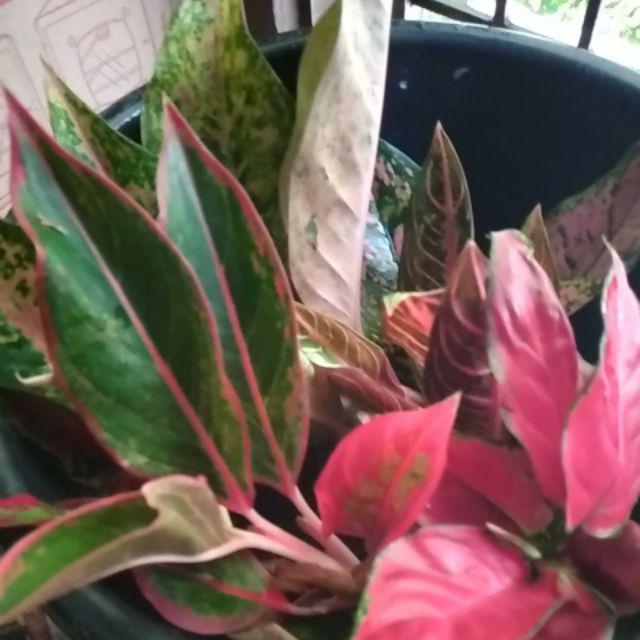 Bunga aglonema red kocin murah | Shopee Indonesia