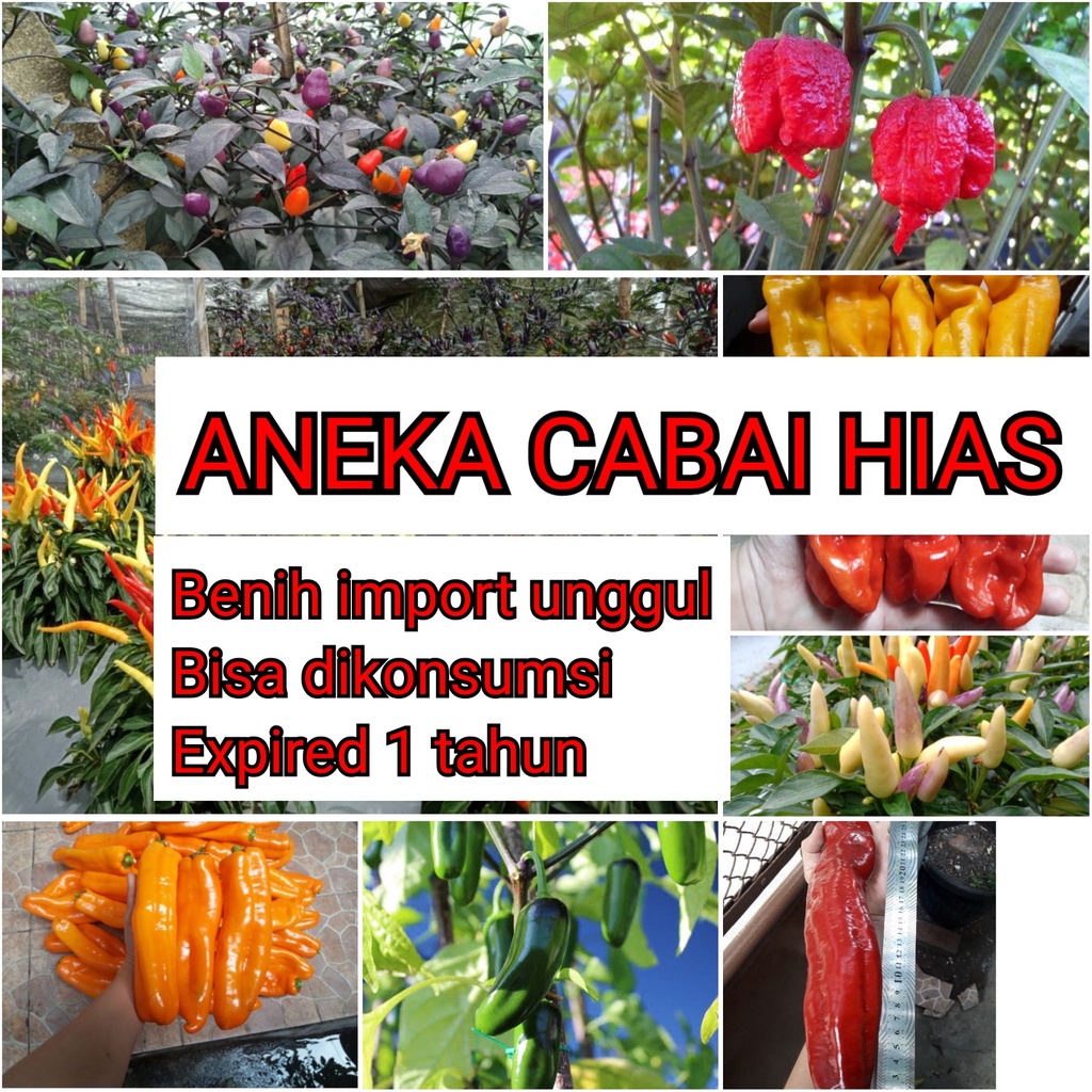 Jual Aneka Benih Cabai Hias Bibit cabe Import Unggul Bisa Dikonsumsi ...