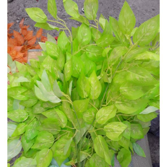 Jual Daun beringin baby hijau pupus (hijau muda) Hrga per batang kurleb ...