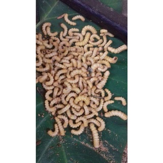 Jual uter ulat kayu per 50 biji hidup | Shopee Indonesia