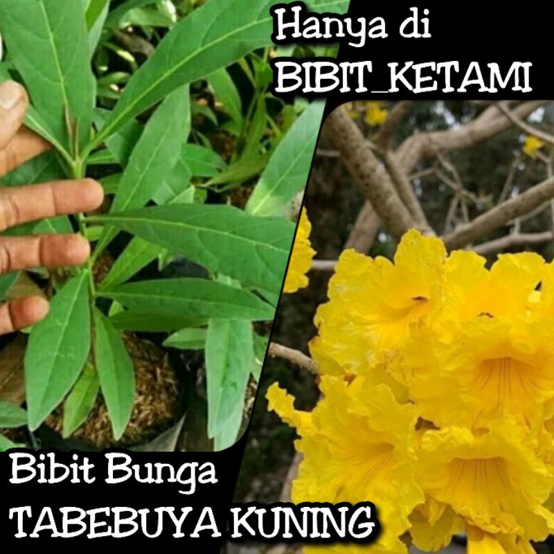 Jual Bibit Bunga TABEBUYA KUNING - Kategori Standart (ORIGINAL ...