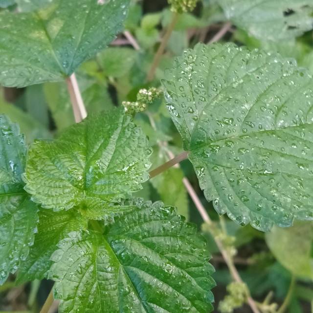 Jual daun jelatang daun gatal 1 kg segar | Shopee Indonesia