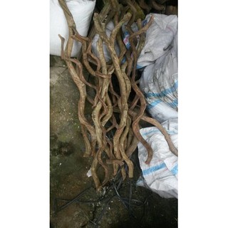 Jual LIANA WOOD ULIR / KAYU LIANA ULIR PANJANG 1METER | Shopee Indonesia