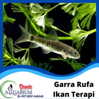 Jual Ikan Terapi Garra Rufa Asli Turki Grosir Murah Aquascape | Shopee ...