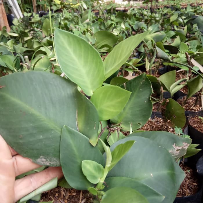 Jual tanaman dolar daun besar /dolar daun besar rambat/ tanaman rambat ...