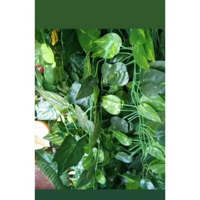 Jual Daun rambat/ daun gantung/dekorasi panjang 2 meter Indonesia ...