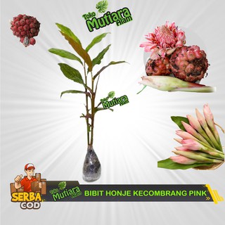 Jual BIBIT KECOMBRANG HONJE ROMEH BUNGA PINK MUTIARA ALAM | Shopee ...