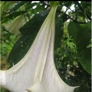 Jual bunga kucubung putih terompet pohon kecubung putih | Shopee Indonesia