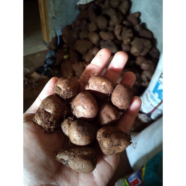 Jual kentang hitam 1KG, kentang bulu,kleci,kembili, kentang sabrang ...