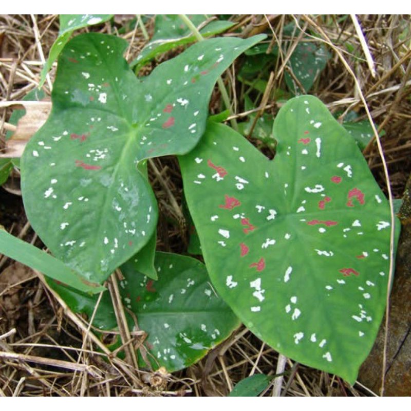Jual Tanaman hias caladium dotted totol /three colour/keladi bintik ...