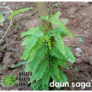 Jual PROMO !! BISA COD Tanaman herbal daun saga - Tanaman daun saga ...