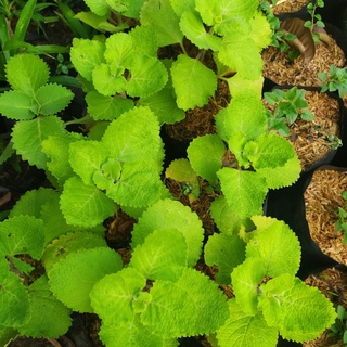 Jual Daun Bangun Bangun Tanaman Herbal Daun Torbangun Asi Booster ...