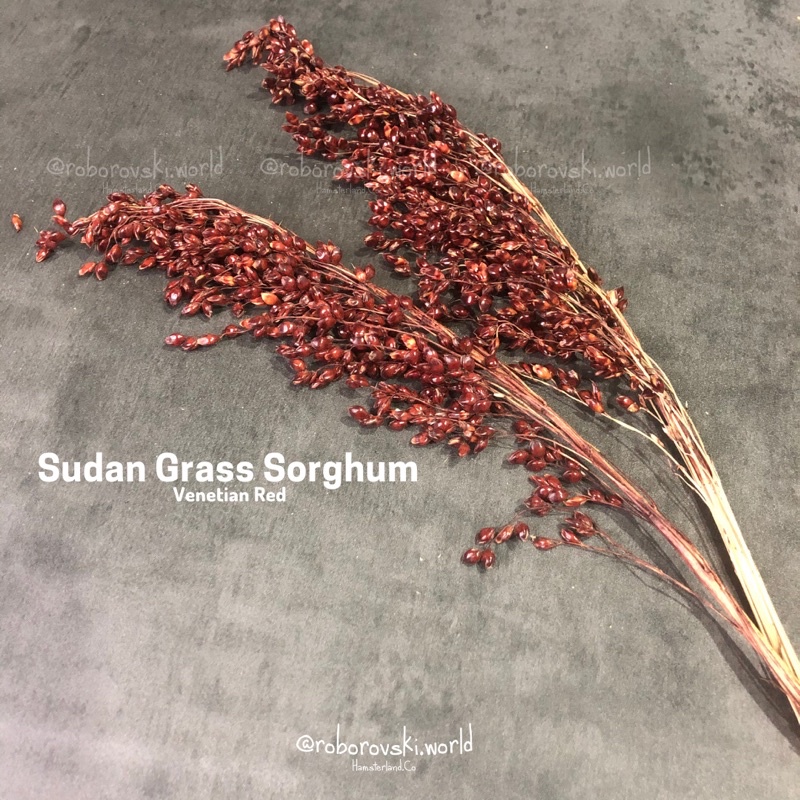 Jual Venetian RED Sudan Grass Sorghum Sprays Pakan Hamster | Shopee Indonesia
