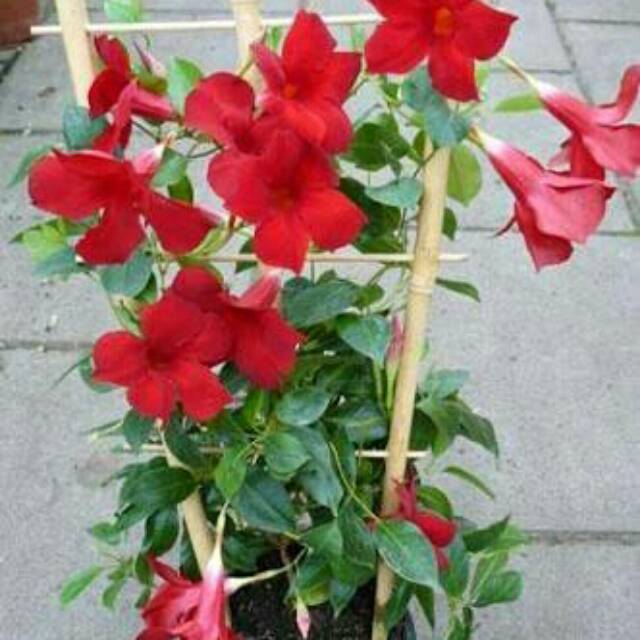 Jual Mandevilla Merah 400g Indonesia|Shopee Indonesia