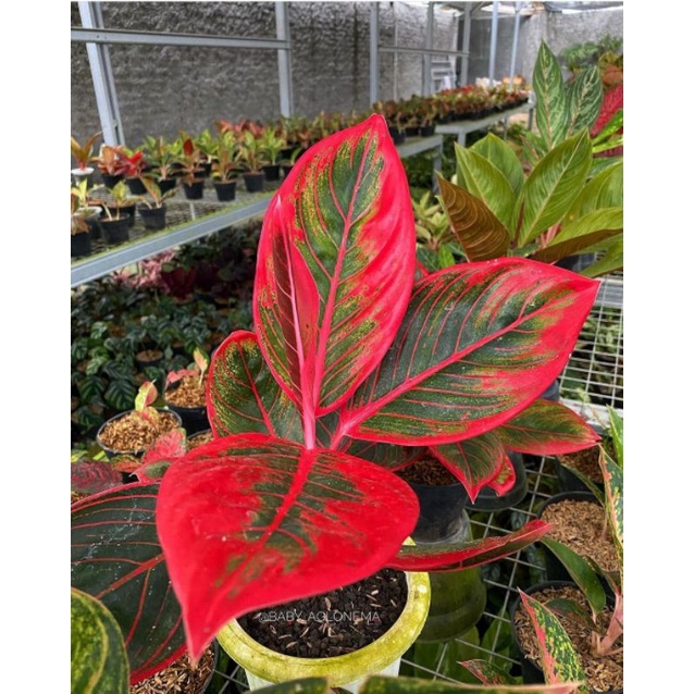 Jual AGLONEMA RED LIPSTIK AURORA / BUNGA AGLONEMA RED SIAM LIPSTIK ...