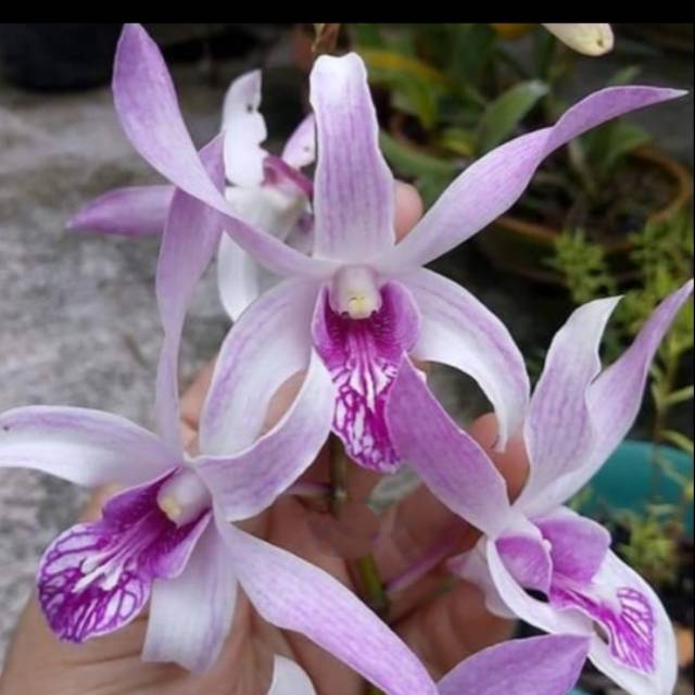 Jual ANGGREK DENDRO CAESAR WARAWAN (35k) Indonesia|Shopee Indonesia