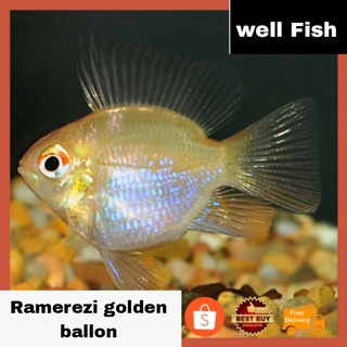 Jual Hiasan Rumah balon kuning | Shopee Indonesia