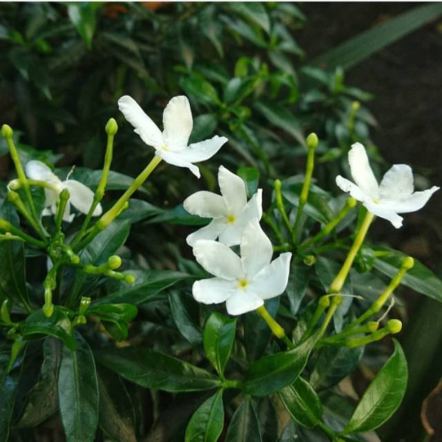 Harga Rambosa Terbaru Juli 2022 |BigGo Indonesia