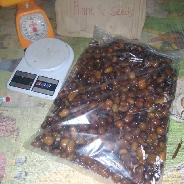 Jual Biji benih bibit Salak Sidempuan Salak Merah Unggul Pilihan ...
