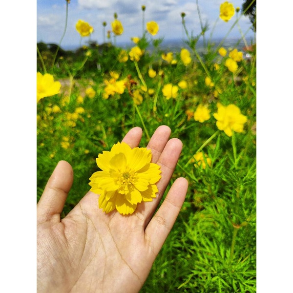 Jual -+50 Biji Benih Kenikir Kuning Tumpuk - Benih Bunga | Shopee Indonesia