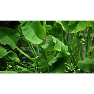 Jual Benih Bibit Daun Genjer/Gendot Ninufarm (150 Butir) | Shopee Indonesia