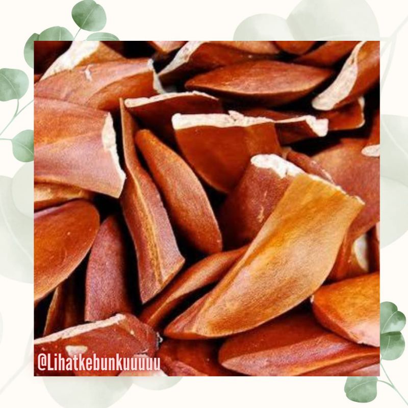 Jual Benih Mahoni (swietenia macrophylla) 1kg | Shopee Indonesia