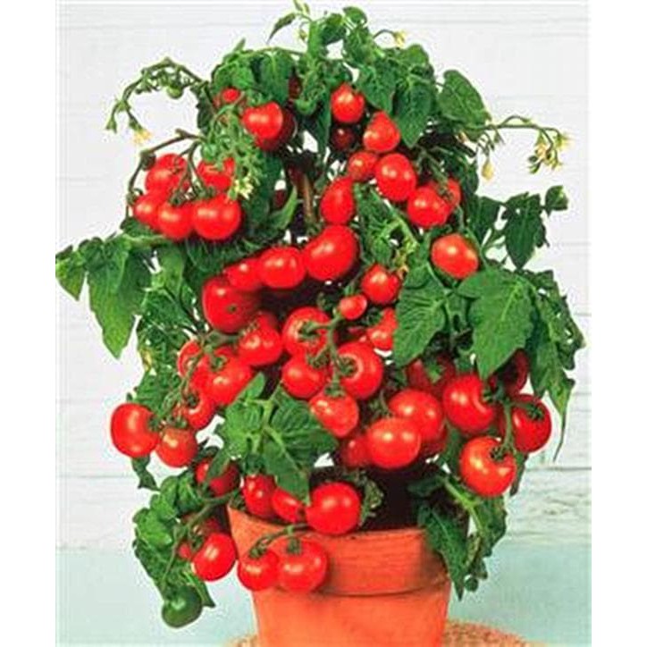 Jual Benih / Seeds / Biji/Bibit Tomat Cerry Small Red Cherry Tomato Isi 50 Biji | Shopee Indonesia