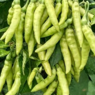 Jual 35 Bibit Cabe Rawit Setan Putih Hormat Benih Cabai Merunduk ...