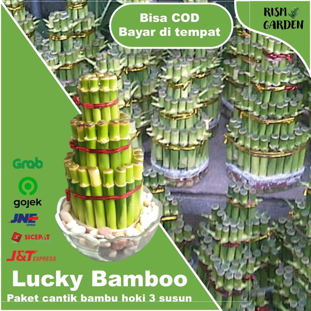 Jual bambu hoki 3 susun paket cantik lucky bamboo sri rezeki tanaman in ...