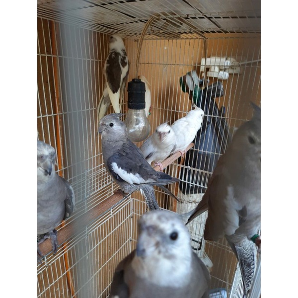 Jual BURUNG FALK WF DEWASA JINAK SIAP KAWIN TERNAK / PARKIT AUSTRALIA ...