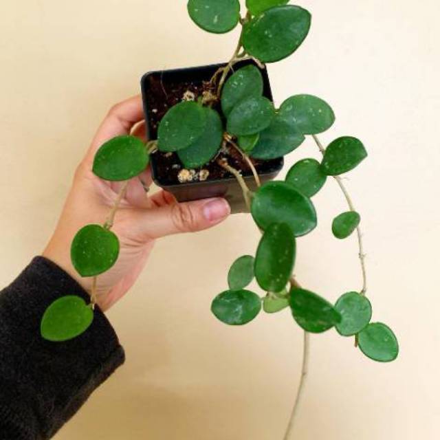Jual Tanaman pot gantung hoya hope / tanaman pot gantung / tanaman hias ...