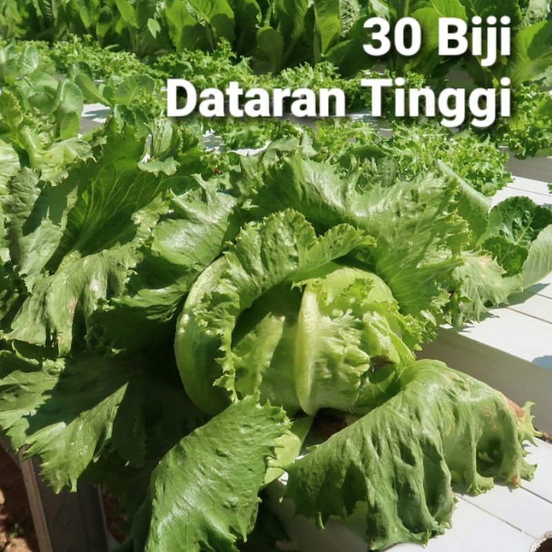 Jual Benih Selada Kepala (Head Lettuce) Eceran | Shopee Indonesia