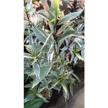 Jual tanaman herbal gandarusa varigata | Shopee Indonesia