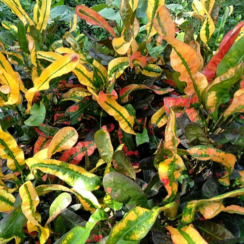 Jual stekk batang puring kirana | Shopee Indonesia