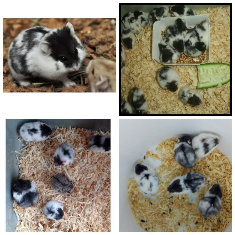 Jual Hamster Panda - Hamster Belang Hamster Campbel Panda - Hemster ...