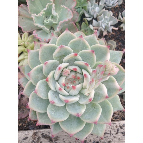 Harga Cihua Terbaru Desember 2022 |BigGo Indonesia