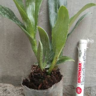 Jual Anggrek dendrobium besi/Anggrek Papua FADIL_FLOREST | Shopee Indonesia