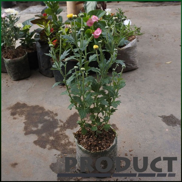 Jual TANAMAN HIAS Krisan bunga kuning (chrysanthemum yellow) | Shopee ...