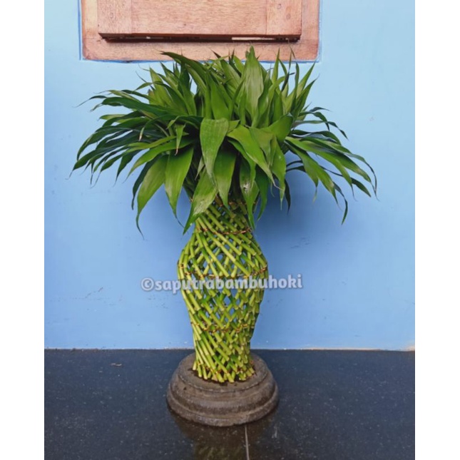 Jual Bambu Hoki / Bambu sri Rejeki Model Guci 30 Tinggi 50cm | Shopee ...