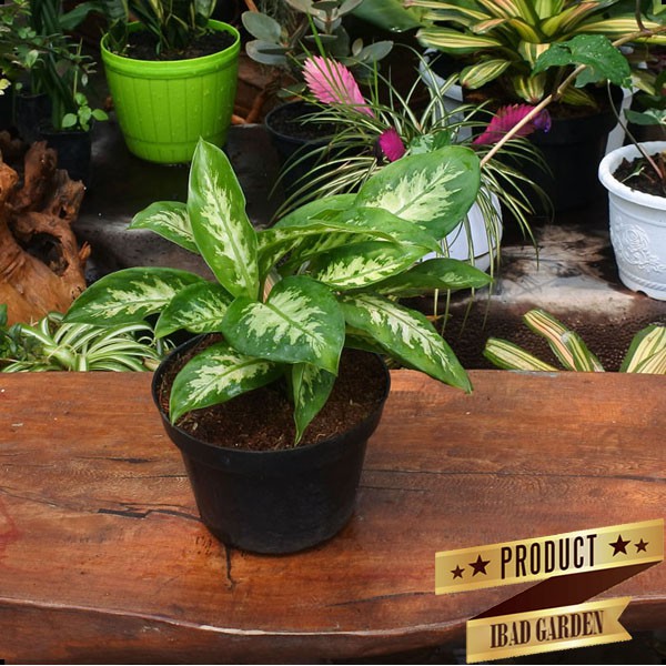 Jual Tanaman hias aglonema dieffenbachia seguine | Jenis tanaman hias ... Jual Tanaman hias aglonema dieffenbachia seguine | Jenis tanaman hias ...