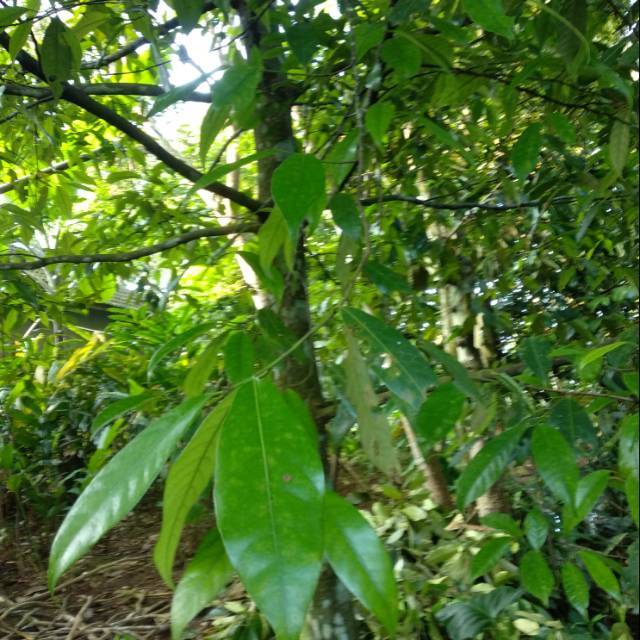 Jual daun pala fresh 100grm | Shopee Indonesia