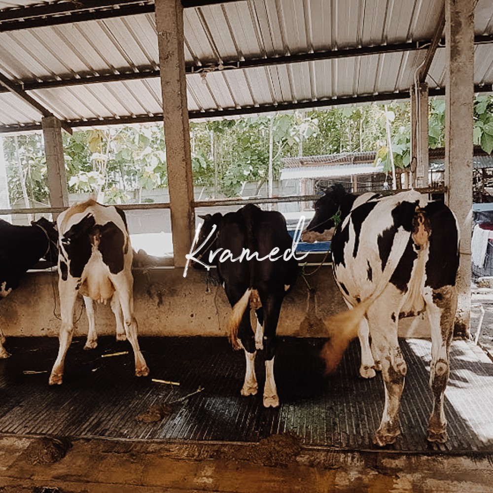 Jual Karpet Karet Alas Sapi Tebal 14mm | Shopee Indonesia