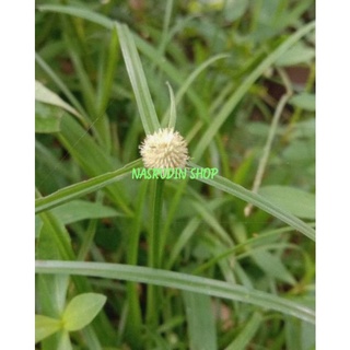 Jual DAUN RUMPUT PENDUL SEGAR UTUH / KYLLINGA BREVIFOLIA / JUKUT PENDUL ...