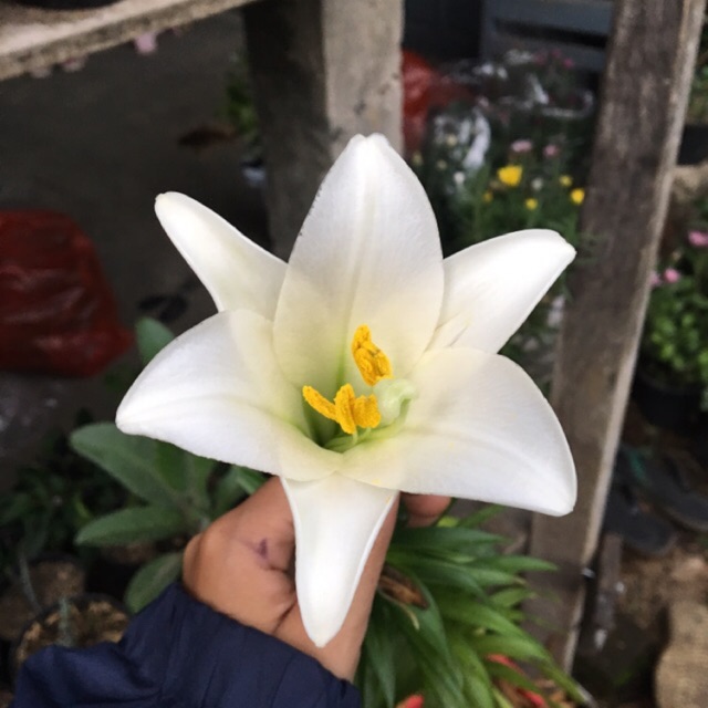 15+ Bunga Lili Hidup - Gambar Bunga Indah