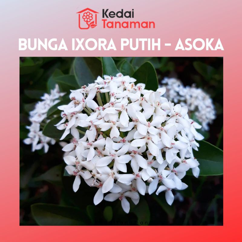 Jual Tanaman Hias Hidup Bunga Soka Putih - Bunga Asoka Putih - Bunga ...